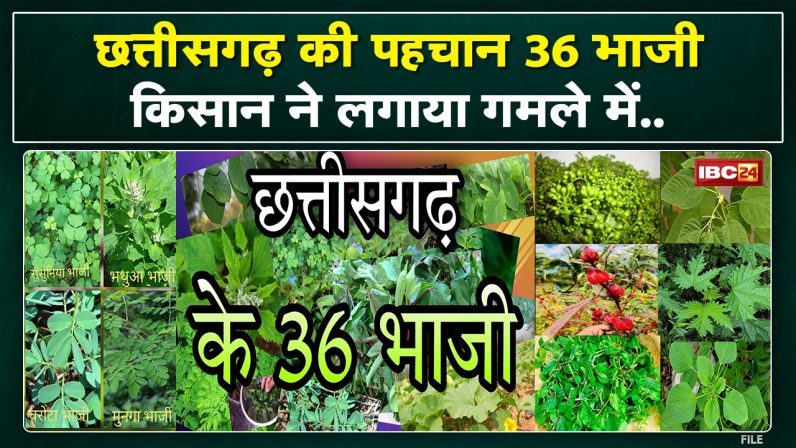 36 bhaji plant of chhattisgarh! Farmer Plants 36 type Vegetable