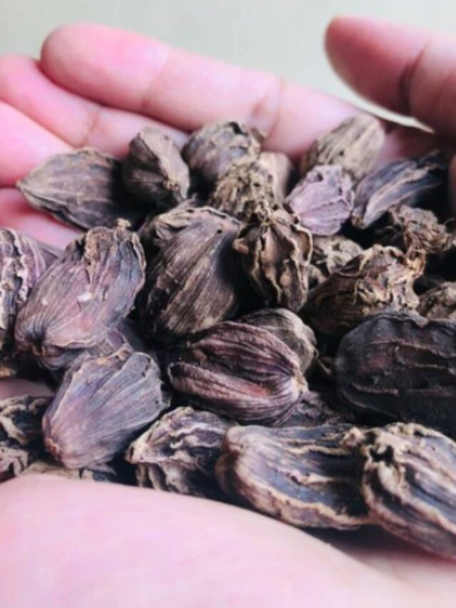 Benefits Of Black Cardamom: बड़ी इलायची का सेहत से भी जुड़ा है नाता ...